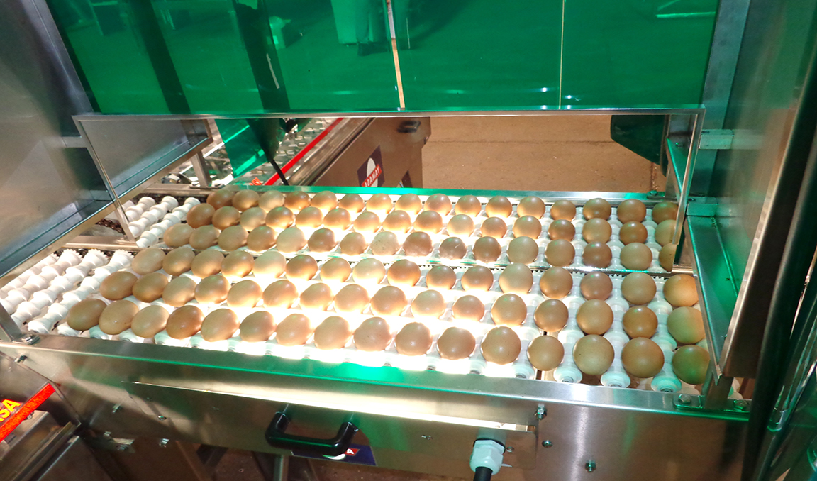 Produtos - Ovoscopia Modelo OV-6