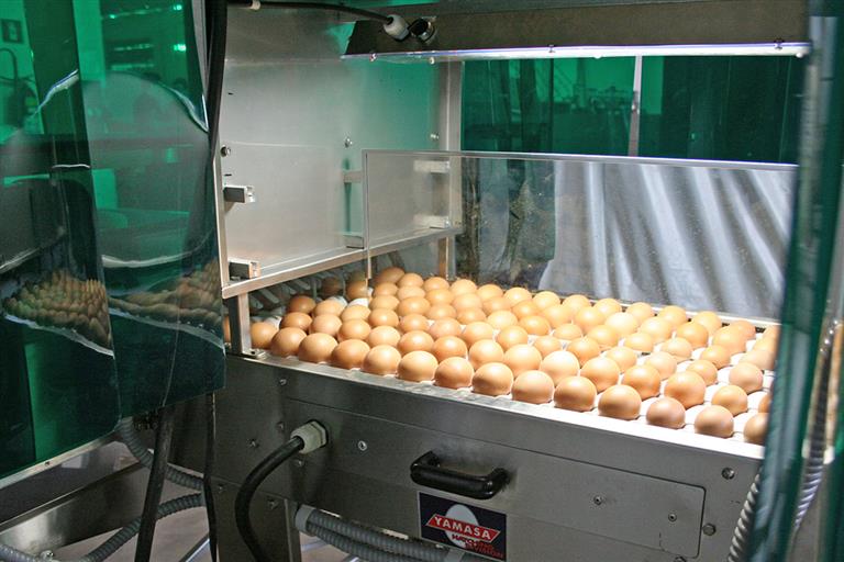 Products - Candling Model OV-6